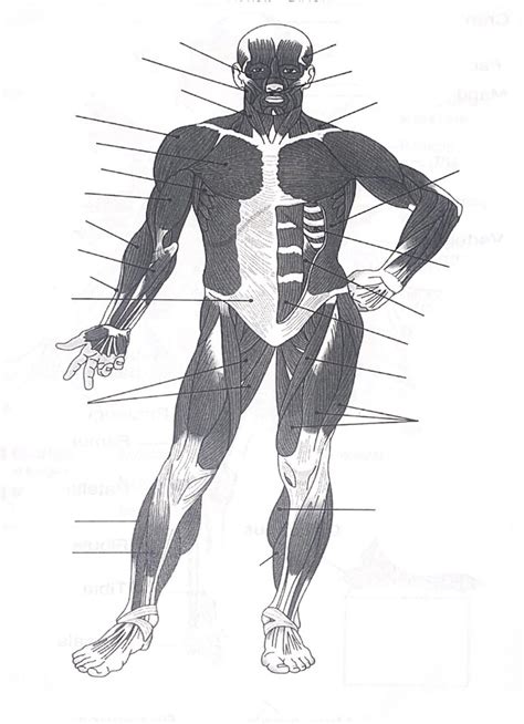 Anatomy Final Exam Review Diagrams Diagram Quizlet