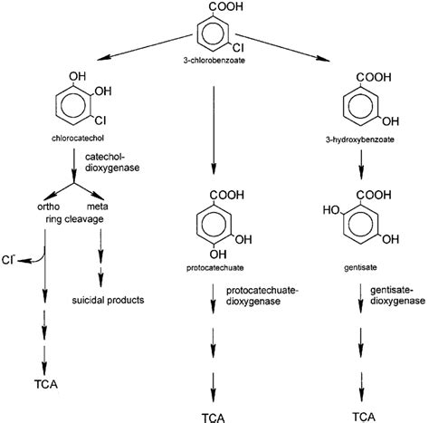 Brief Summary Of Various Metabolic Pathways For The Degradation Of 3cba
