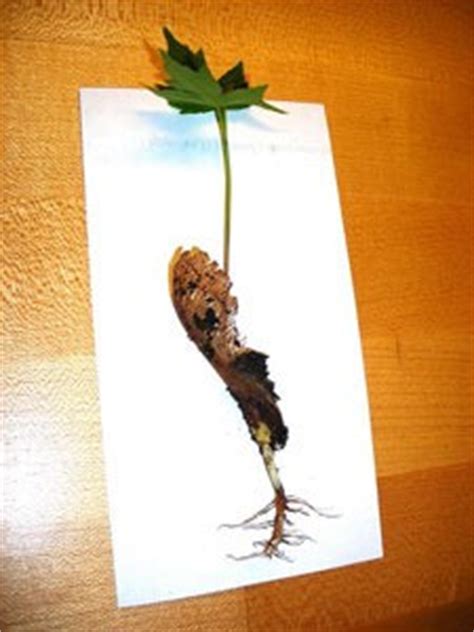 Growing Maple Trees ThriftyFun