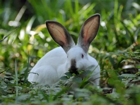 How To Tell The Sex Of A Rabbit Rabbit Insider