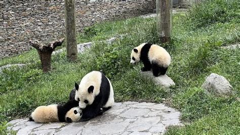 不止保护大熊猫 川陕甘三省人大保护大熊猫国家公园法规有望7月出台 凤凰网