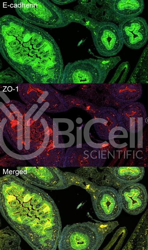 Complete Ihc Kit For Ffpe Section Bicell Scientific®
