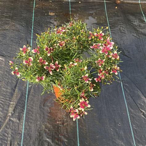 Coreopsis Verticillata ‘ruby Frost Keskenylevelű Menyecskeszem