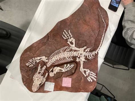Biol450 Lab Fossils 2 Flashcards Quizlet