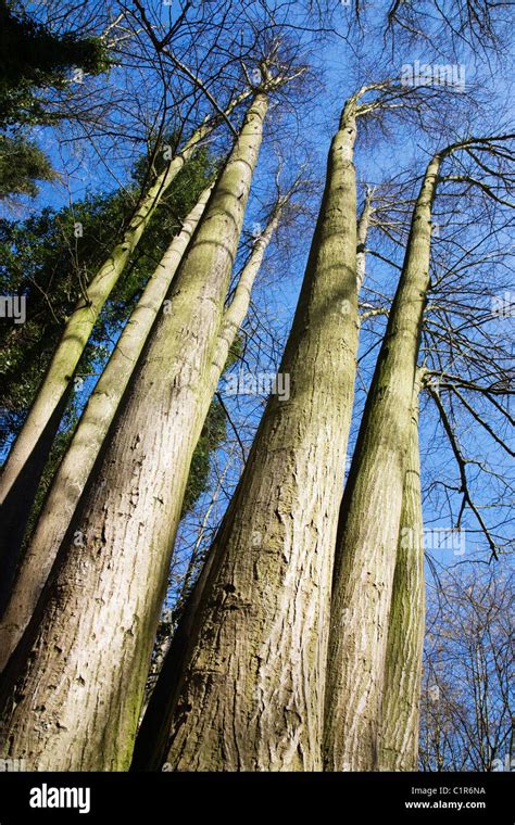 Why Do Some Trees Have Multiple Trunks At Joel Stanbury Blog