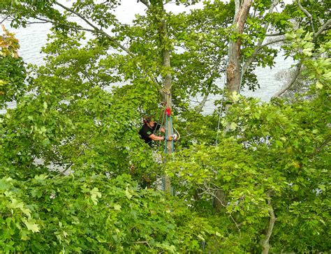 St Annual Tree Climb Alliance Gallery
