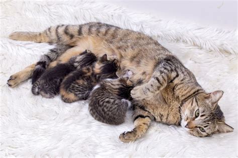 Understanding Cat Mating Behavior And Reproduction
