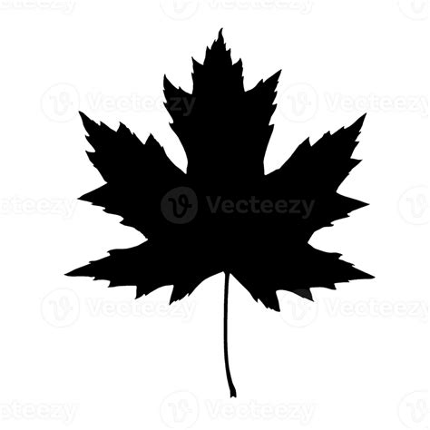 Maple Leaf Shape 24994687 Png