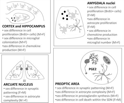 Sex Glia And Development Interactions In Health And Disease Pmc
