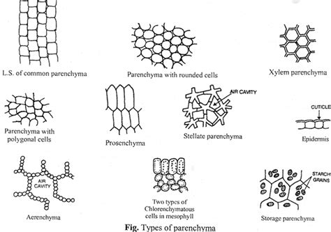 Parenchyma Class Twelve Biology