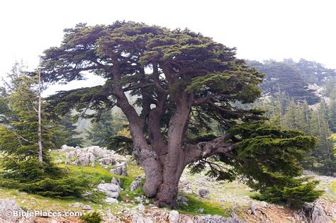 Cedar Trees Of Lebanon Cedar Of Lebanon And Mary The University Of
