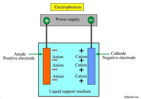 Protein Electrophoresis Reflexive Panel At William Rohde Blog