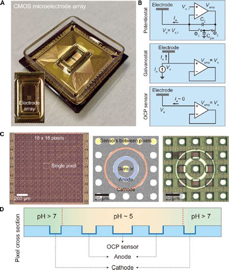 CMOS Electrochemical Cell Array A Image Of The Packaged CMOS IC Download Scientific Diagram
