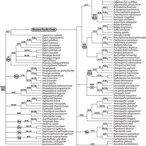 Strict Consensus Trees From Parsimony Ratchet Analyses Of The Combined Download Scientific