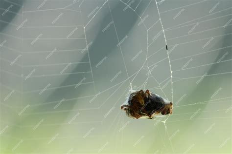 Premium Photo A Spider Web With A Spider Victim Wrapped In Threads A