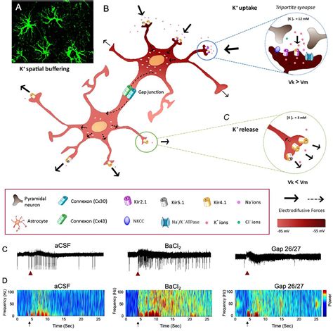 Frontiers Generating Brain Waves The Power Of Astrocytes