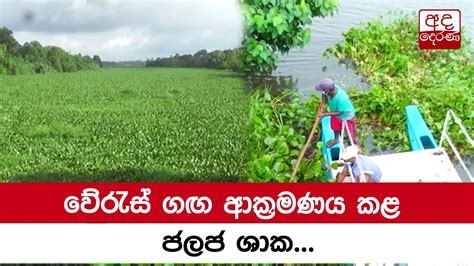 වේරැස් ගඟ ආක්‍රමණය කළ ජලජ ශාක Youtube