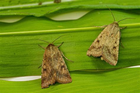 Replacing Pesticides With Engineered Plants That Produce Sex Perfume To
