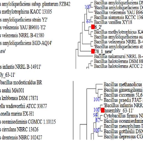 Genome Blast Distance Phylogeny Tree Of Bacillus Isolates A Download Scientific Diagram