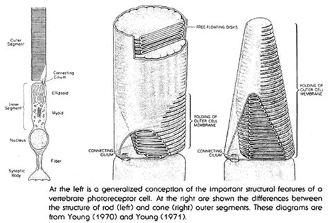 Eye Diagram Labeled Rods And Cones