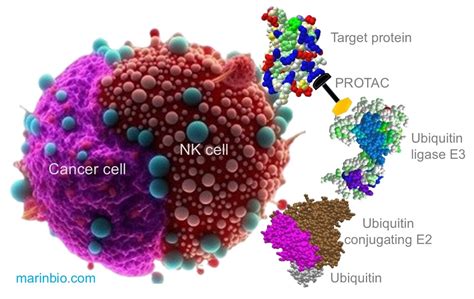 Nk Cell Based Cancer Immunotherapy Through Protac