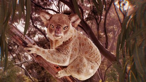 Drop Bear Queensland Truyền Thuyết Và Sự Thật