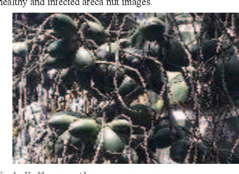 Figure 1 From Arecanut Disease Detection Using Cnn And Svm Algorithms Semantic Scholar