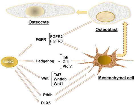 Role Of Runx2 In Melanoma A New Player In Tumor Progression And