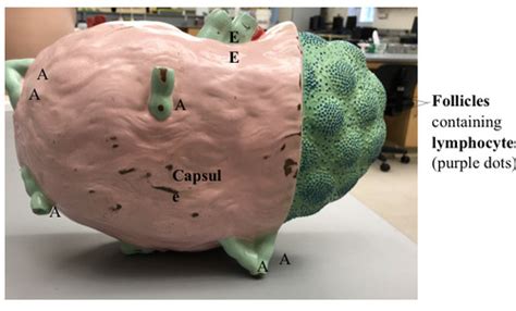 Lymph System LAB A P Flashcards Quizlet