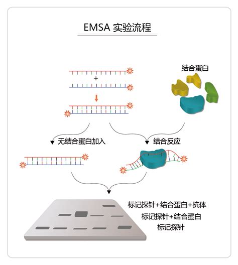 EMSA凝胶迁移实验技术服务 生物素标记 钟鼎生物