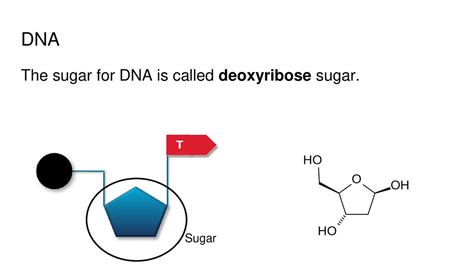 Nucleic Acids Ppt Download