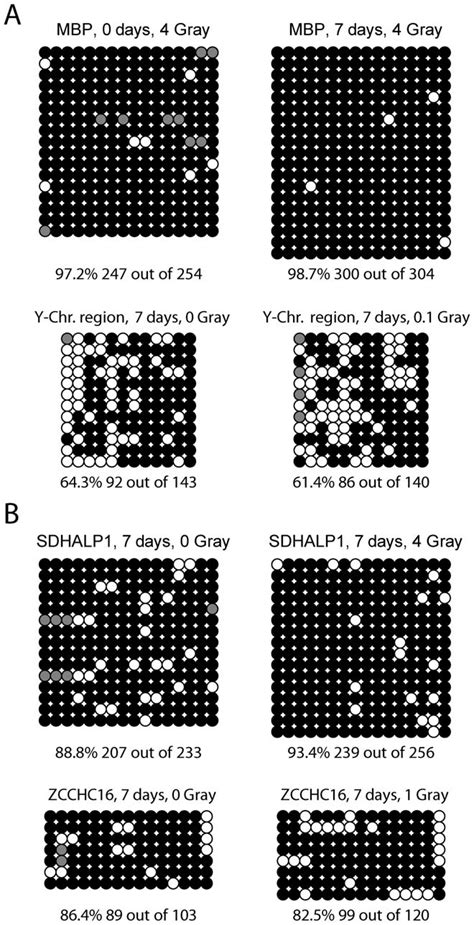 Bisulfite Sequencing The Figure Shows The Result Of The Bisulfite