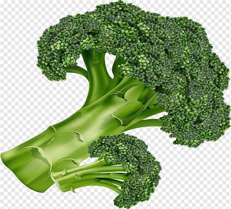 브로콜리 콜리 플라워 유클리드 일러스트 콜리 플라워의 건강한 음악 잎 야채 음식 음악 참고 Png Pngwing