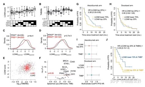 Cancer Cell丨非小细胞肺癌单细胞分析细化了肿瘤分类和患者分层 知乎