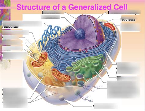 The Cell Chapter 5 Diagram Quizlet