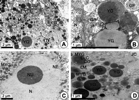 Electron Micrographs Of Oogenesis In Female Gomphina Veneriformis A