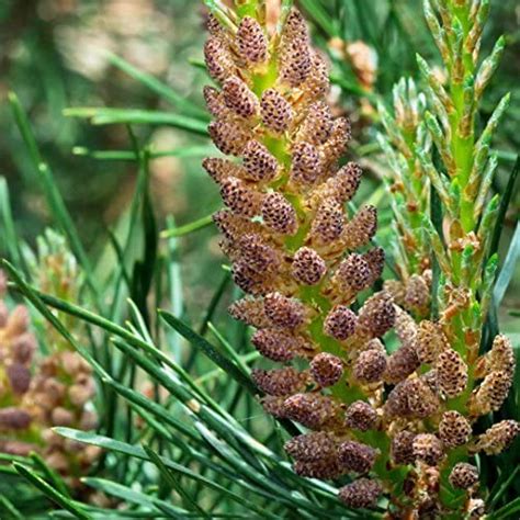 The Top Health Benefits Of Pine Pollen Our Blue Ridge House