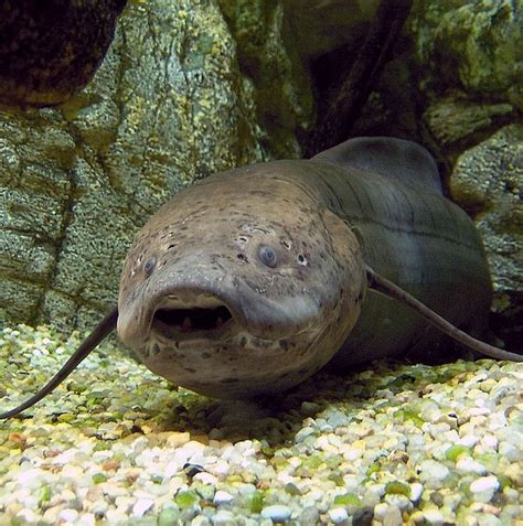 West African Lungfish Discover Animals