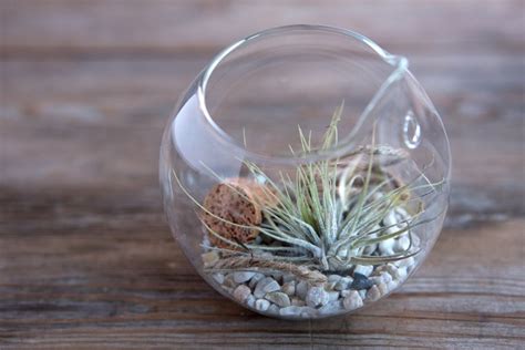 A Complete Guide To Caring For Air Plants Bbc Gardeners World Magazine