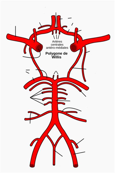 Diagramme De Polygone De Willis Quizlet