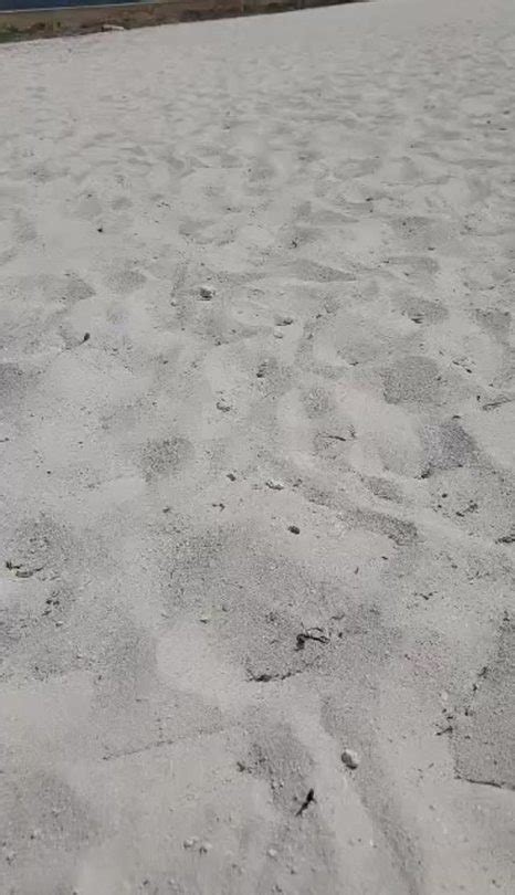 We Were Able To Return Two Royal Terns And One Lau Tumbex