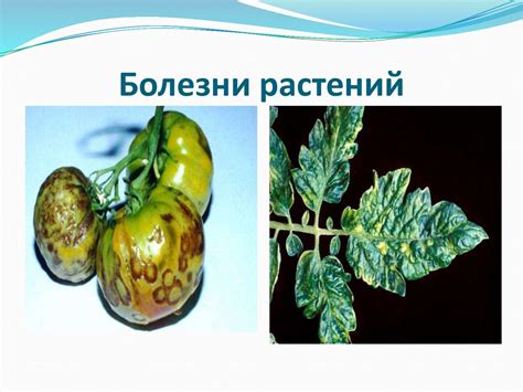 Вирусы неклеточные формы жизни презентация онлайн