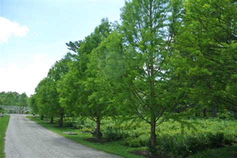Pruning The Bald Cypress Trees The Martha Stewart Blog