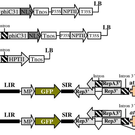 Vector Constructs All Elements Are Cloned Between The Right Border