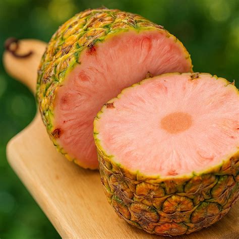 Pinkglow Pineapple Seeds Rare Rosy Pink Variety 15 Seeds Etsy