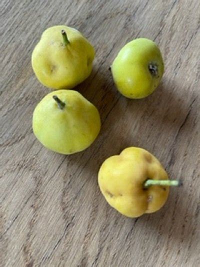 Sorbopyrus Auricularis Shipova Botanik In Weißenburg