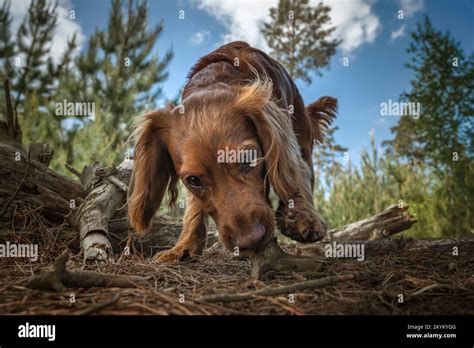Working Cocker Spaniel Puppy Close Up In A Forest Sniffing The Ground
