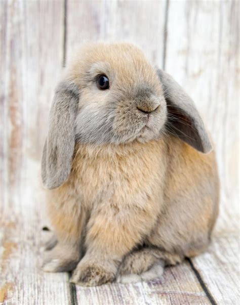 Holland Lop Rabbits For Sale Riverside Ca 274518