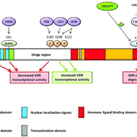 Full Length Vdr Protein Has Five Main Parts Essential For Its Function