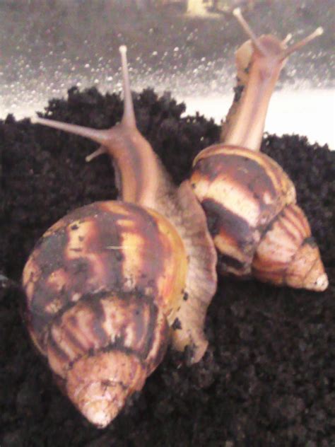 Breeding Giant African Land Snails At